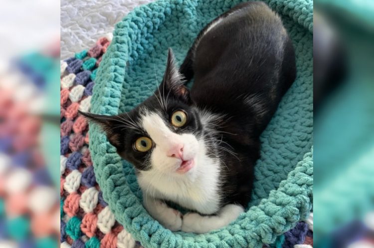 Scared and Funny : 30 Unforgettable Animal Reactions - Page 9 of 30